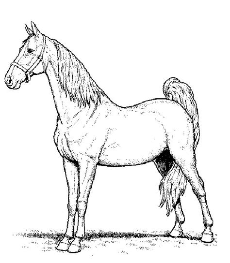 Disegno 3 Di Cavalli Da Colorare