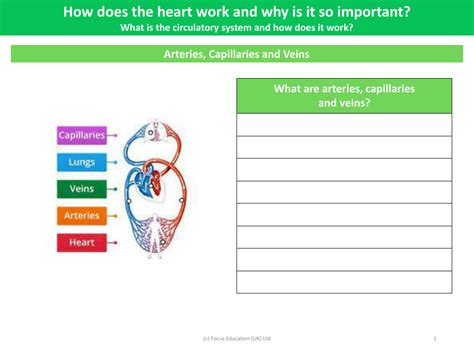 Arteries Capillaries And Veins Worksheet Science Year 6