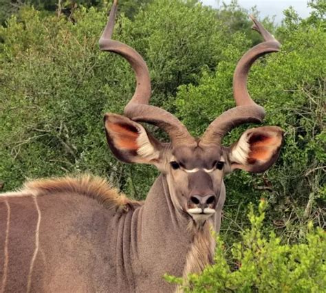 7 Day Safari To Mikumi Udzungwa Mountains And Ruaha National Parks