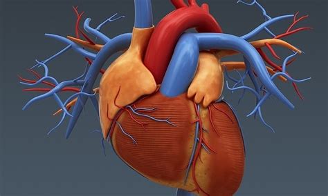 Illustration du cœur Graphiste 3D Médical 3DGRAPHISTE FR