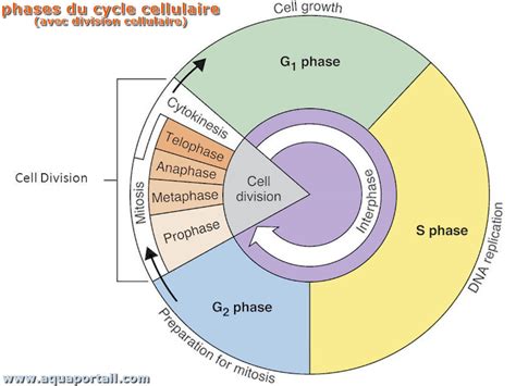 Les phases du cycle cellulaire en détail
