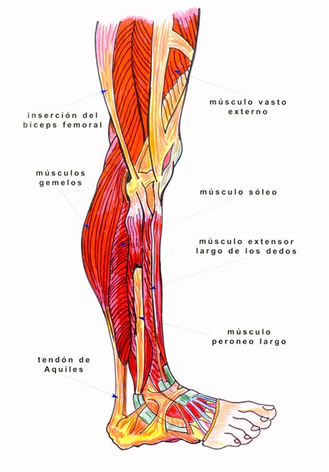 Anatomía De Los Músculos De Las Piernas La Guía Definitiva La Guía De Las Vitaminas