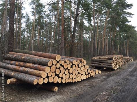 wycinka lasów wycinanie lasu wycinanie borów drewna drzew