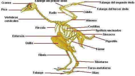 Pin En Las Aves