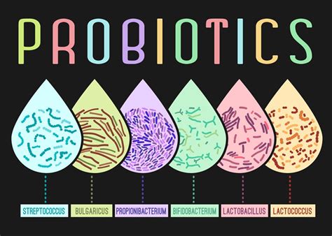 The Ultimate Guide To Prebiotics The Unsung Heroes Behind Probiotic Success Probioticseverything