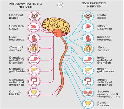 Difference Between Sympathetic And Parasympathetic Nervous System
