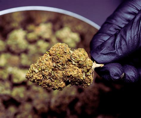 Is The LA Kush Cake Weed Strain Good For Pain Emjay Blog