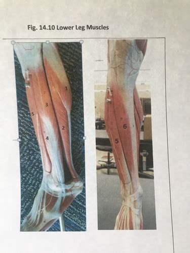 Human Muscles Of The Lower Leg Flashcards Quizlet