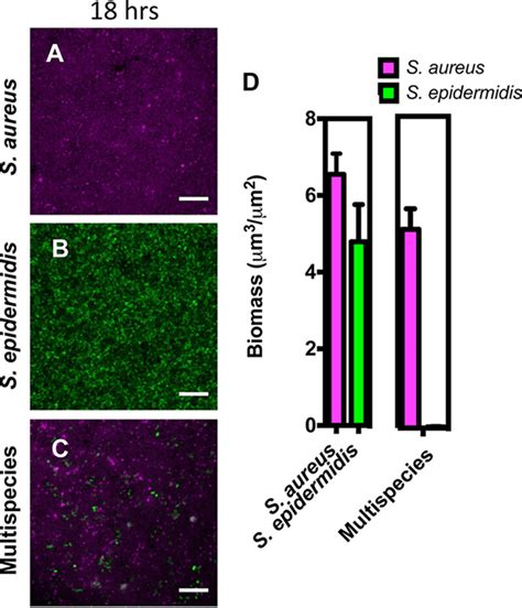 Eighteen Hour Single Species And Multispecies Biofilm Growth Of S