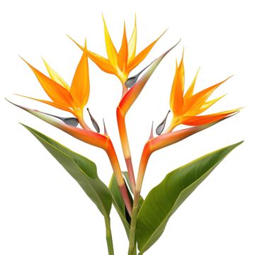 Bird Of Paradise Flowers Tropical Flower Nature Png Transparent