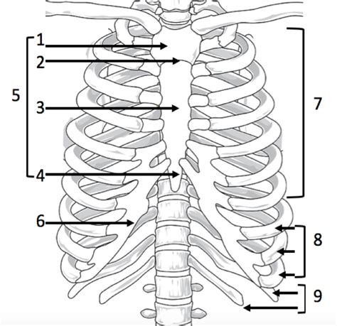 Thoracic Cage Diagram Quizlet