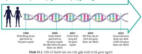 Giải SGK Sinh học 12 Cánh diều Bài 11 Hệ gene công nghệ gene và ứng