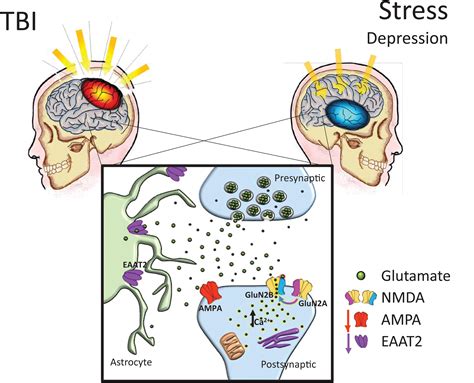 Frontiers Preclinical Models Of Traumatic Brain Injury Emerging Role
