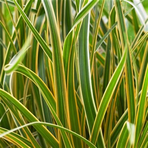 Plant Detail Willoway Nurseries Inc