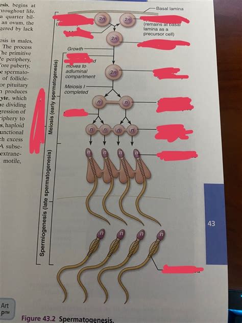 Spermatogenesis Diagram Quizlet