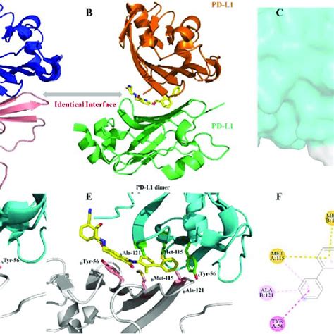 Mechanism Of PD 1 PD L1 Complex Formation Inhibition By Small Molecule
