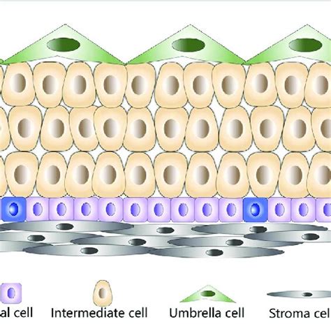 Schematic Diagram Of Normal Bladder Urothelium Stem Cells Are Shown In
