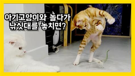 Eng Baby Cat Play Alone With Fishing Toy Youtube