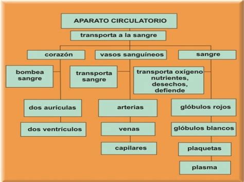 Biologia Sistema Cardiovascular Youtube Hot Sex Picture