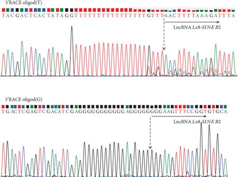 Mapping The Full Length Sequence Of Lncrna Lx Sine B A Schematic