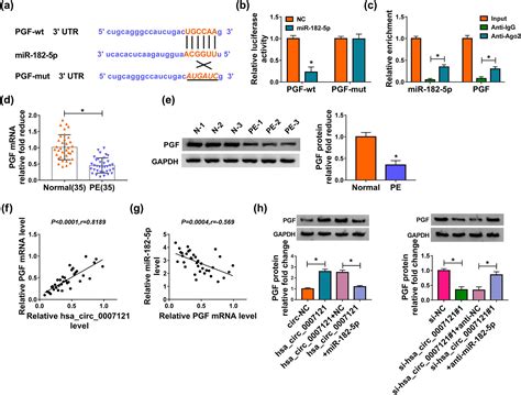 Circular RNA Hsa Circ 0007121 Regulates Proliferation Migration