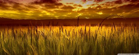 Wheat Field Wallpapers Wallpaper Cave