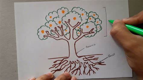 Cómo dibujar un árbol planta y sus partes How to draw a tree plant