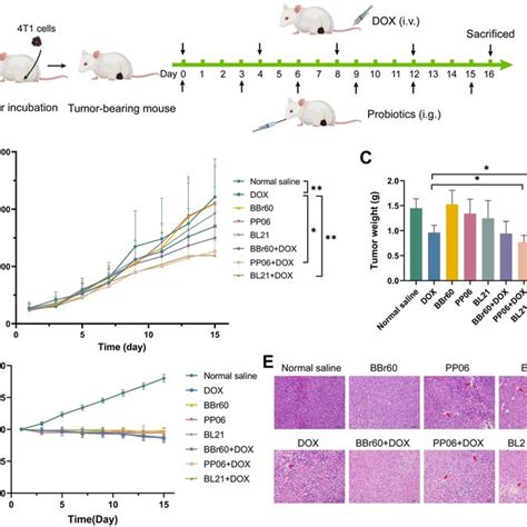 A Schematic Illustration Of In Vivo Anti Tumor Test And Days Treated