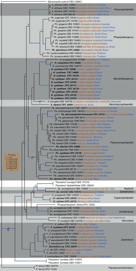 Consensus Phylogram Majority Rule Of Mycosphaerella Like