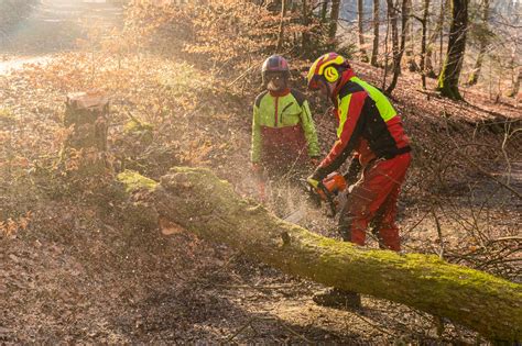 Was Passiert Aktuell In Unserem Wald Siegen Wittgenstein Das