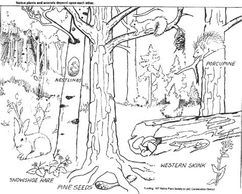 Bosque Naturaleza Dibujos Para Colorear E Imprimir Gratis