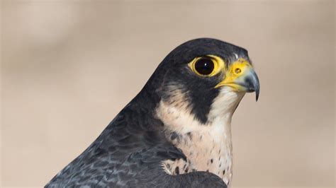 Oiseaux de proie diurnes du Québec Faucons YouTube