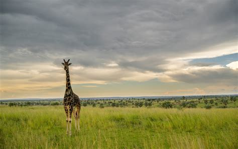 3 Day Murchison Falls National Park In Uganda Tukana Wild Safaris