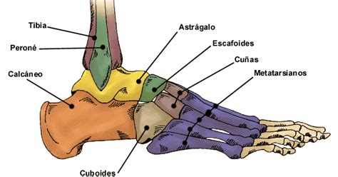 Anatomia del pie En anatomia el pie es una estructura biológica