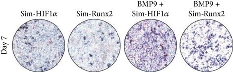 Silencing Hif And Runx Effectively Diminishes The Bmp Induced Early