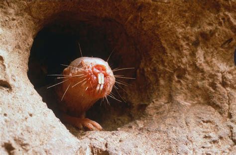 10 Facts About Naked Mole Rats