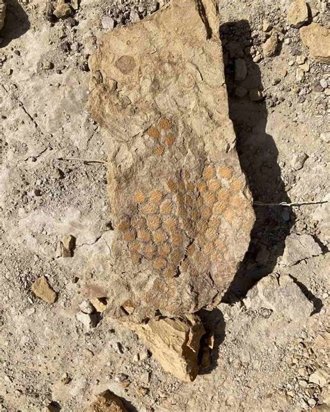 Pesquisadores Encontram F Ssil De Dinossauro Restos De Pele Veja
