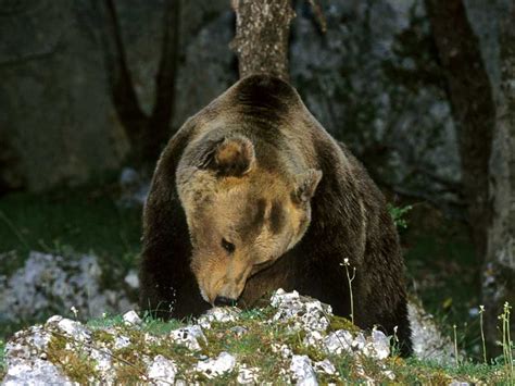 Conoscere L Orso Bruno Marsicano Parco Nazionale D Abruzzo Lazio E