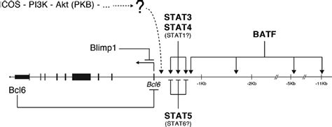Dynamic Regulation Of Bcl6 In Follicular Helper CD4 T Tfh Cells