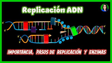 Replicación del ADN Duplicación YouTube