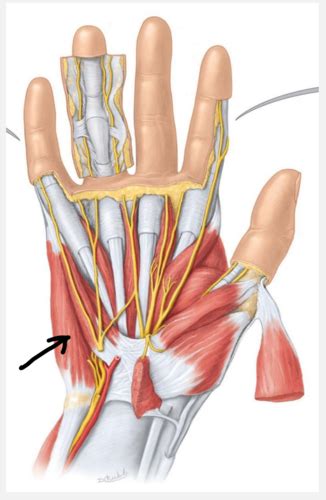 Hypothenar Muscles Labeling Flashcards Quizlet