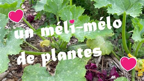 Je plante dans le carré surélevé YouTube