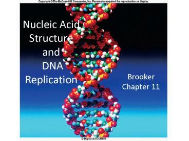 PPT Nucleic Acid Structure And DNA Replication PowerPoint