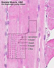 Skeletal Muscle Histology Embryology