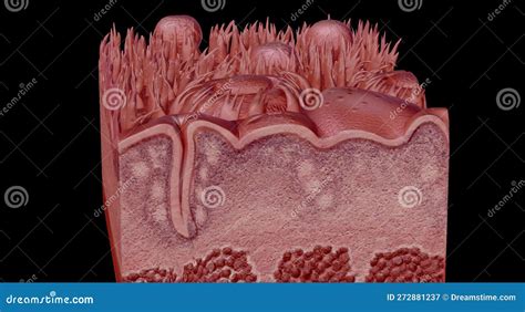 Anatomical Map Of Tongue With Parts Sense Taste Taste Buds Structure