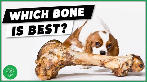 Peut on donner des os de porc à un chien en toute sécurité