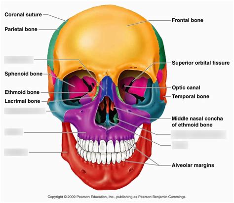 Facial Bones Diagram Quizlet