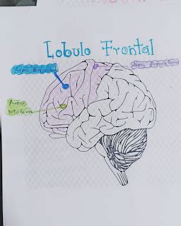 Neuropsicología 403025A 1141 Unidad 1 Corteza Cerebral y Complejidad