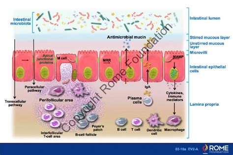 Basic Science 16a Intestinal Barrier Structure And Function Rome Online