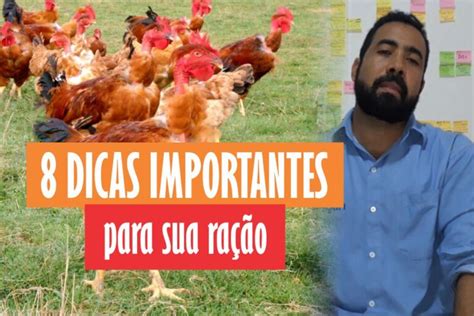 como fazer ração para galinha caipira para corte dicas e tabela de